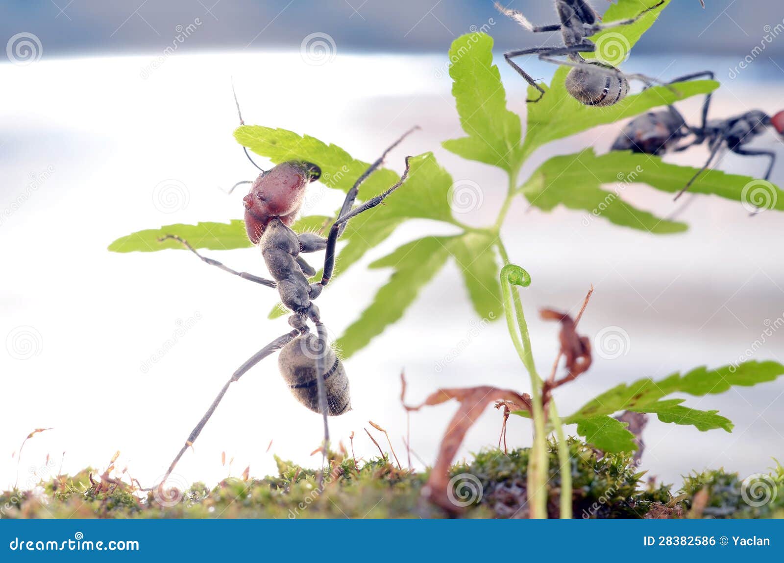 Camponotus singularis stock photo. Image of small, apocrita - 28382586
