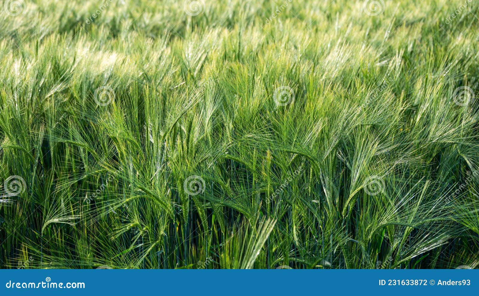 Campos De Cebada Hordeum Vulgare Foto de archivo - Imagen de cultivado ...