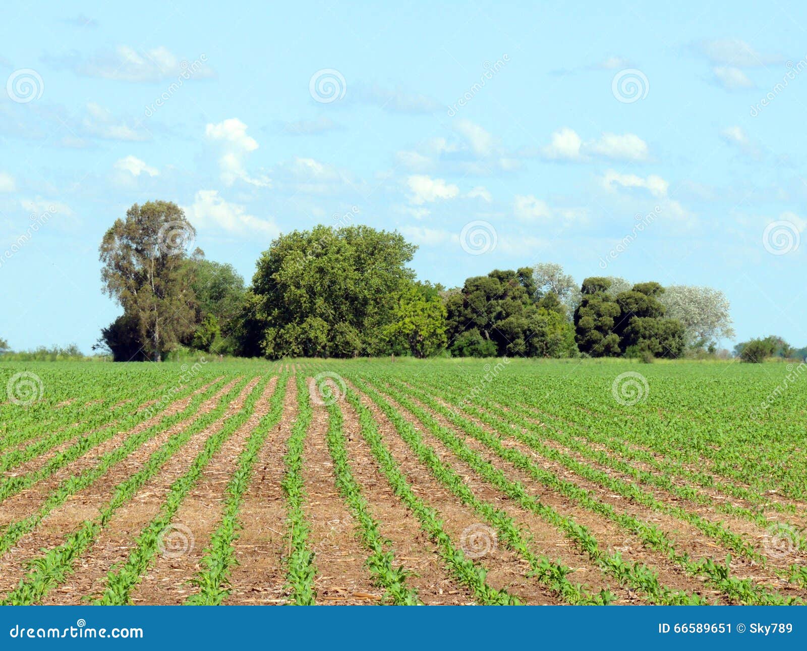 Campos de cultivo imagen de archivo. Imagen de verde - 66589651