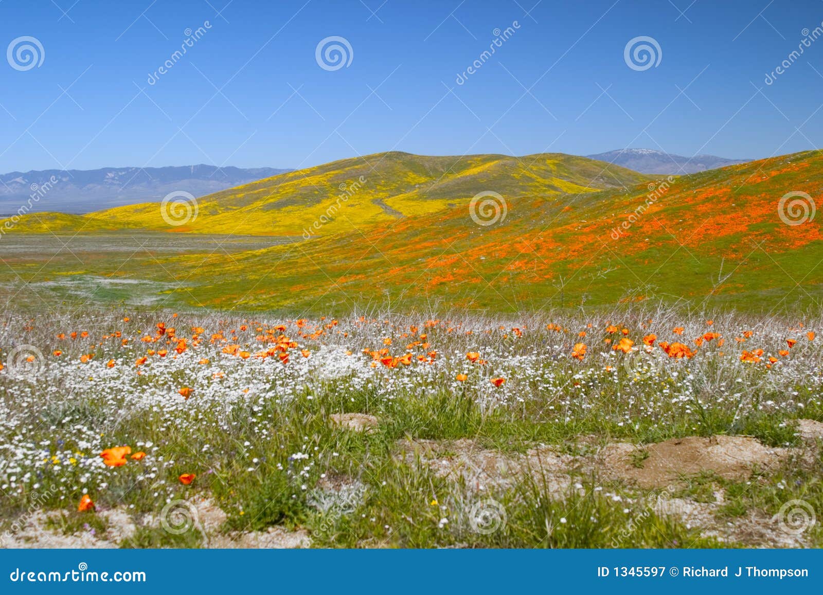 Campos de flor imagen de archivo. Imagen de colorido, california - 1345597