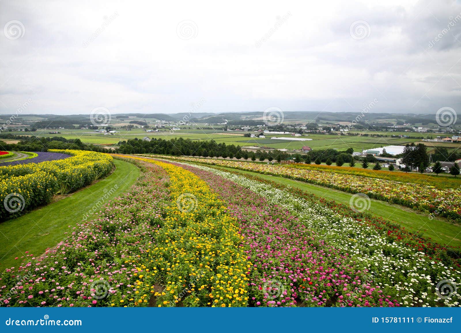 Campos de flor imagen de archivo. Imagen de colores, floraciones - 15781111