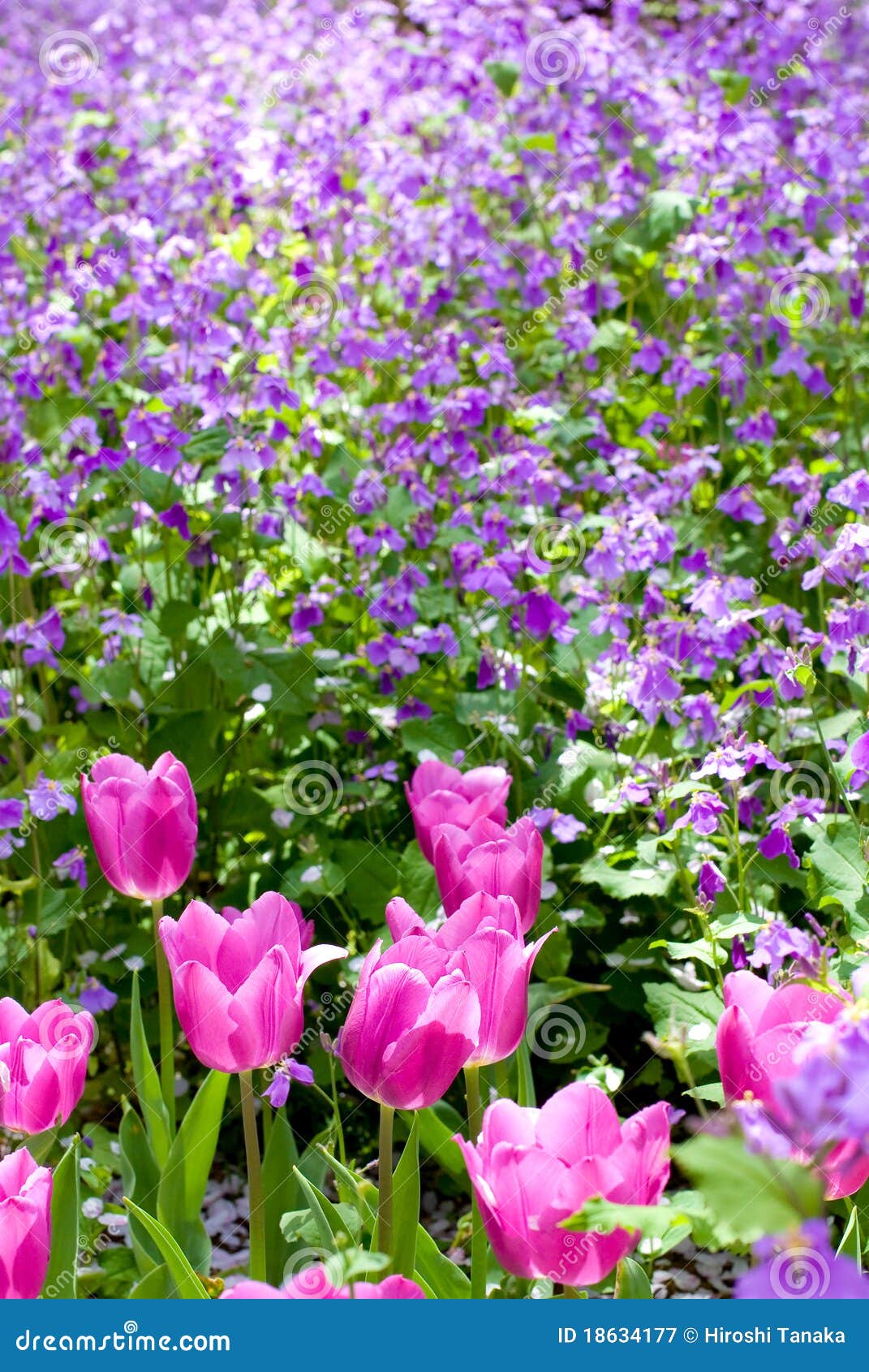 Campos de flor brillantes imagen de archivo. Imagen de flora - 18634177