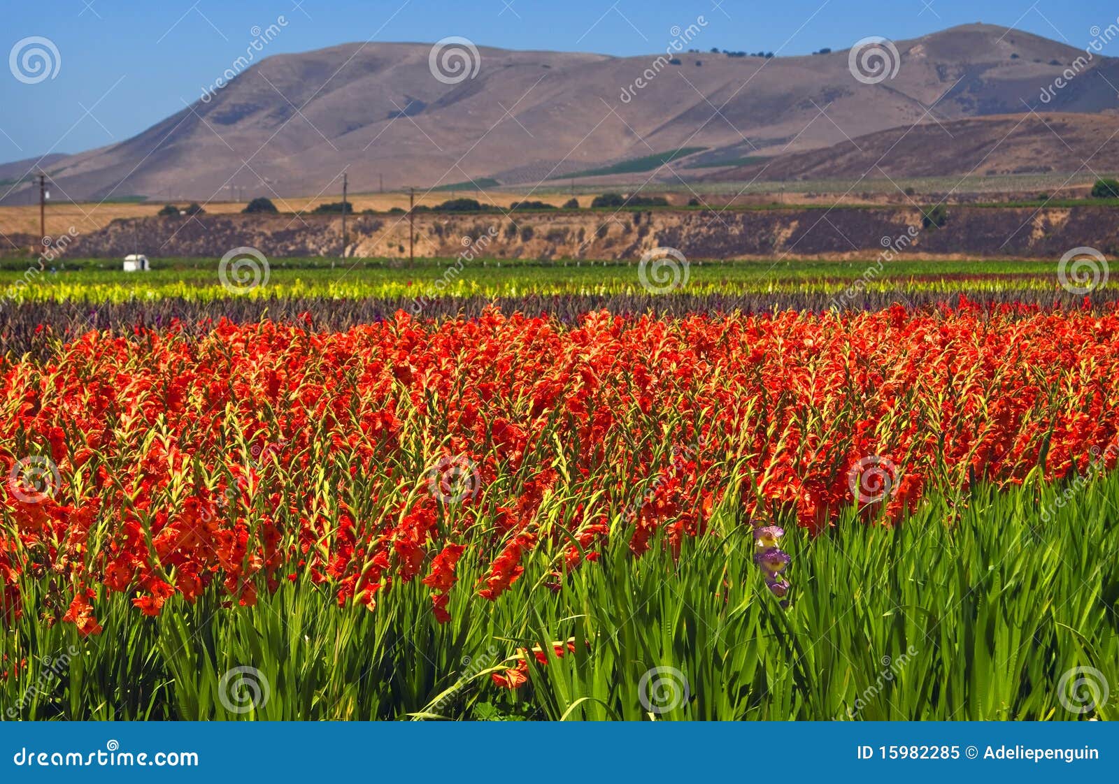 Campos De Flor, California Central Imagen de archivo - Imagen de cielo ...