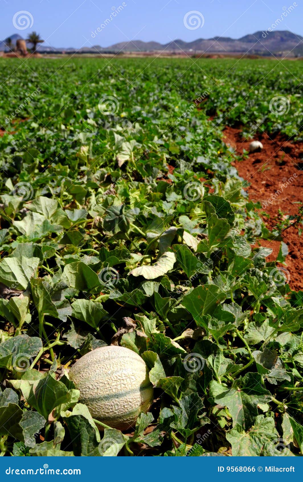 Campos De Granja, Plantación De Los Melones Foto de archivo - Imagen de ...