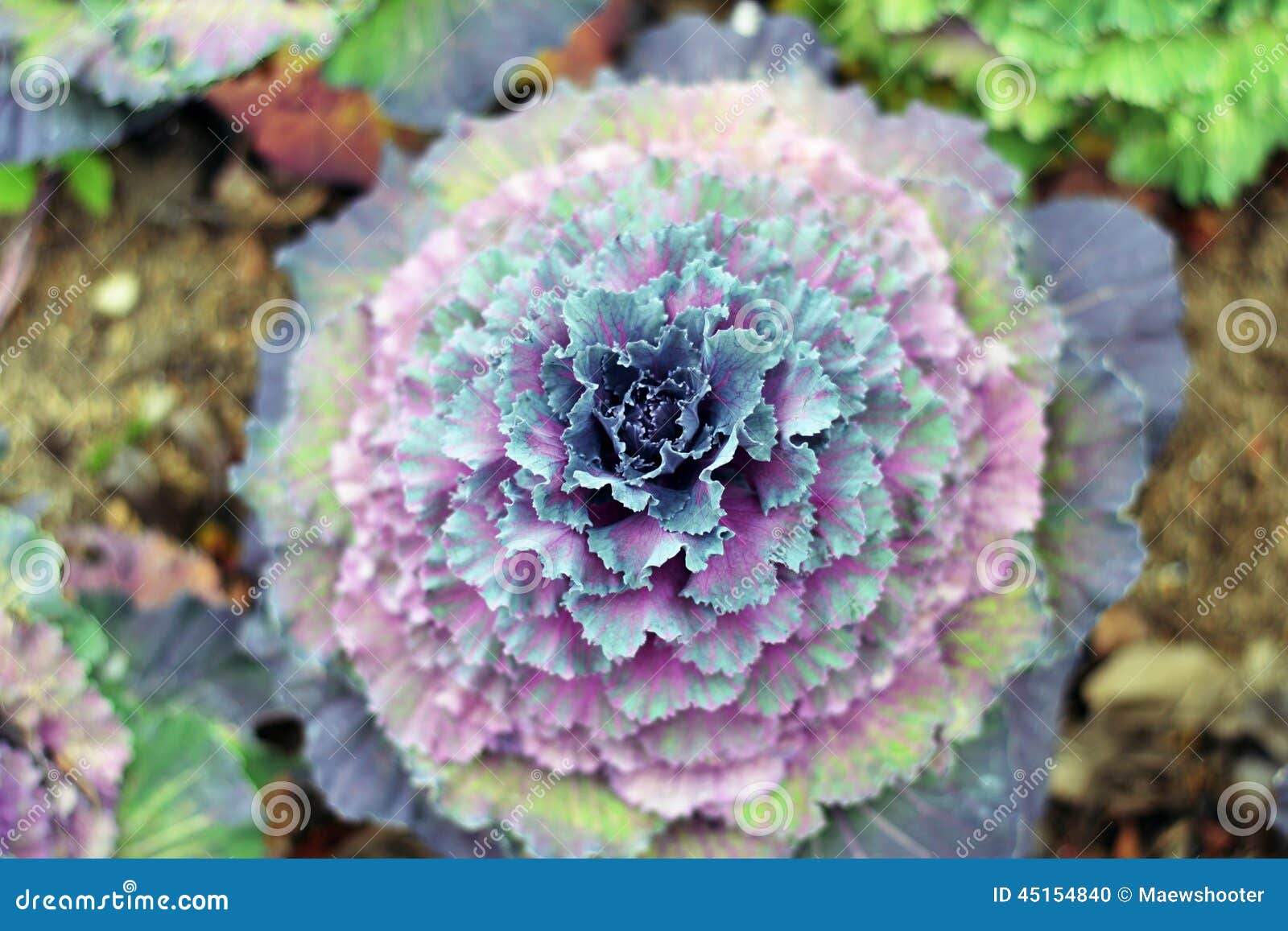 Campos de la coliflor foto de archivo. Imagen de hecho - 45154840