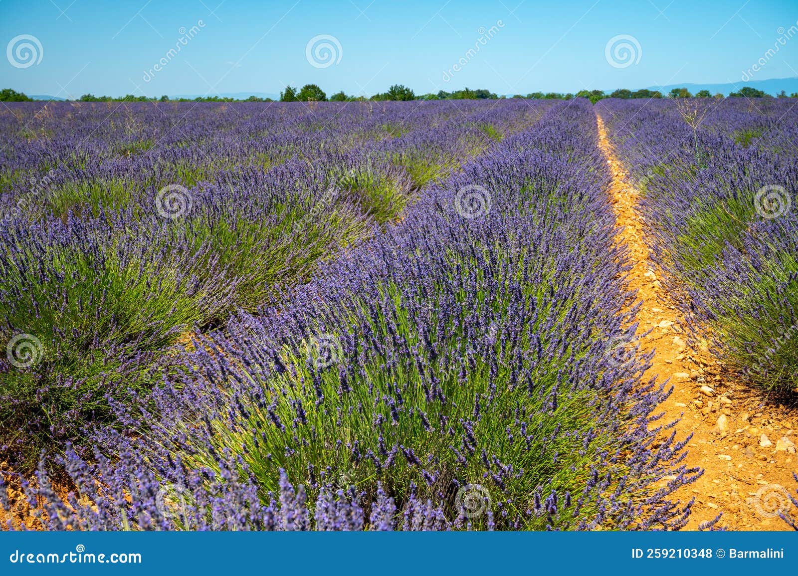 Campos De Lavanda En La Meseta De Valensole En Verano. Alpes De Haute ... Campos De Lavanda En La Meseta De Valensole En Verano. Alpes De Haute ...