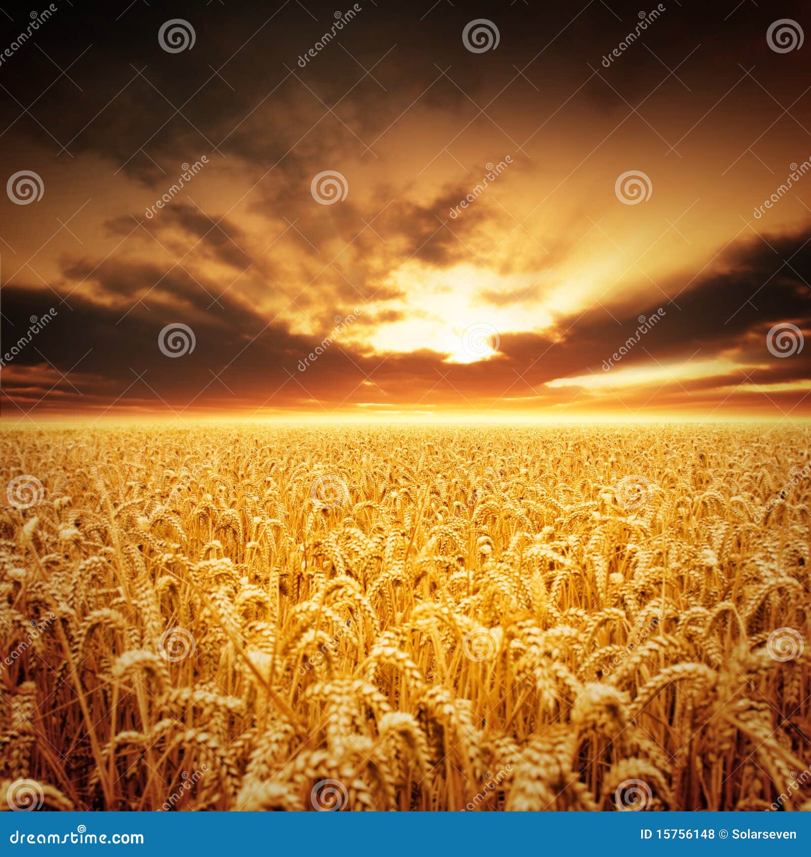 Campos de oro foto de archivo. Imagen de oscuridad, nubes - 15756148