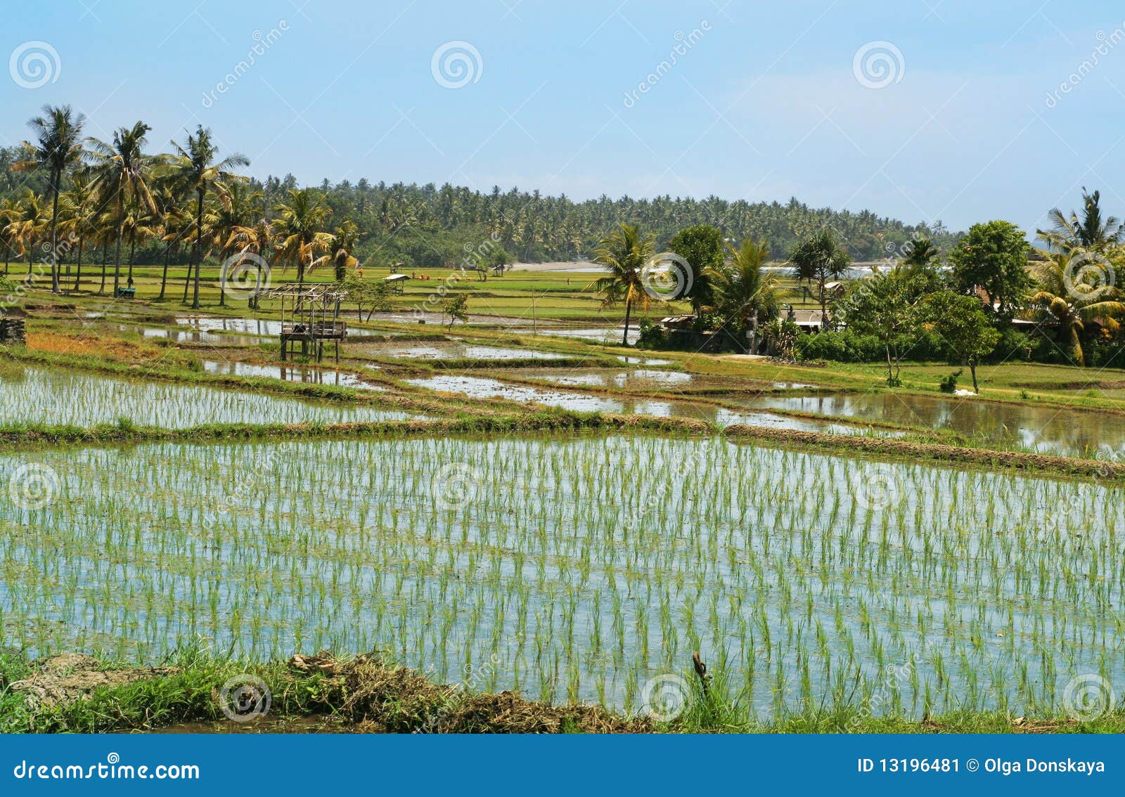 Campos del arroz imagen de archivo. Imagen de tropical - 13196481