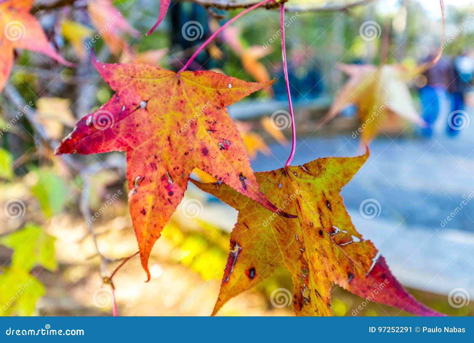 Campos Do Jordao, Brazil. Winter Tree Stock Image - Image of view ...