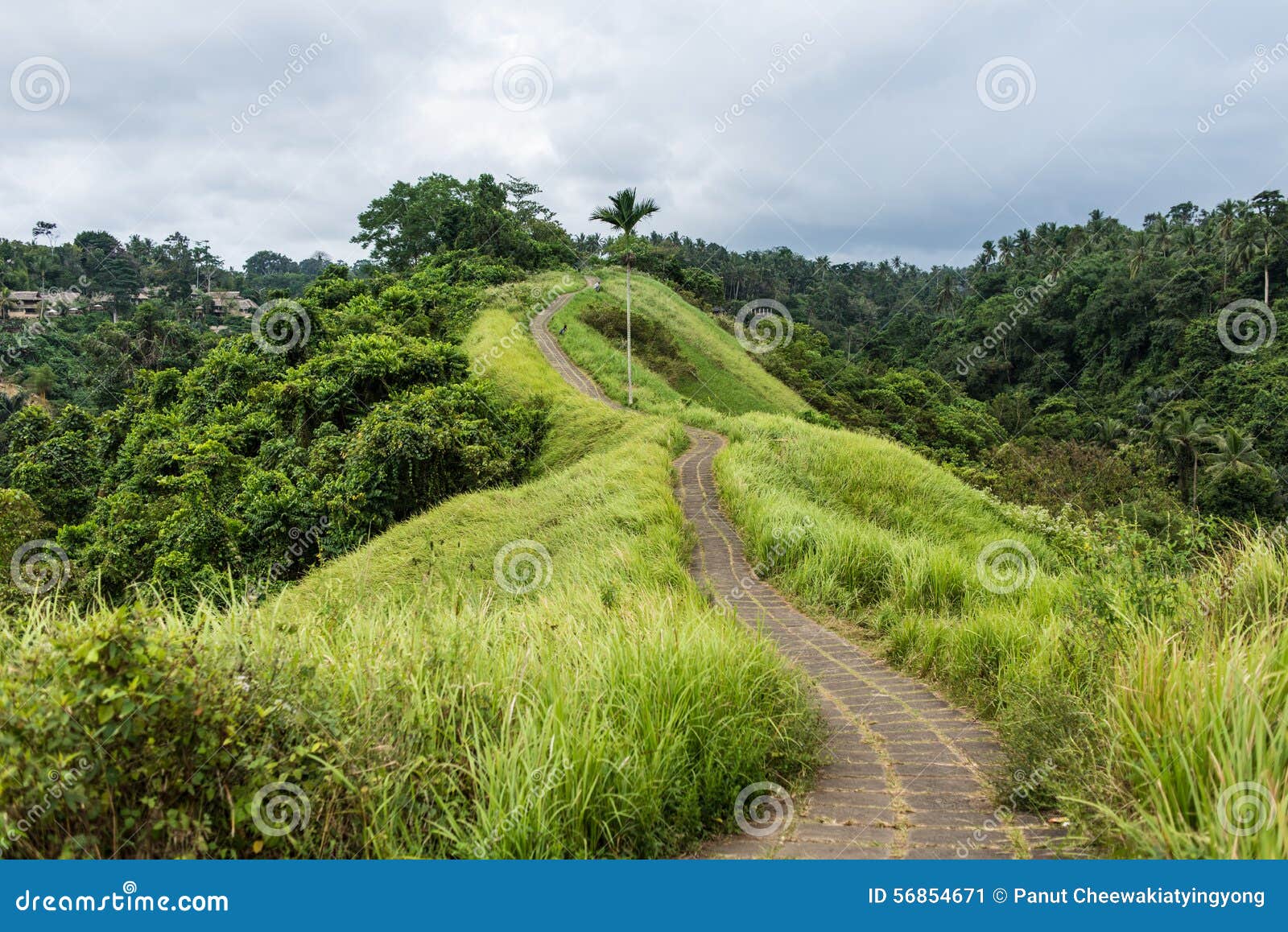 Campuhan Ridge Walk image stock. Image du arête, central - 56854671