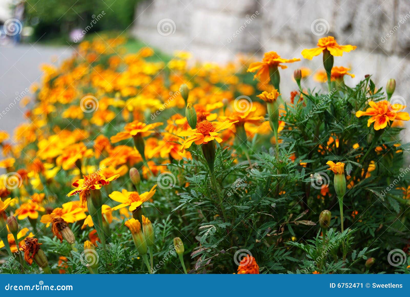 The campus of flowers stock image. Image of strong, plants - 6752471
