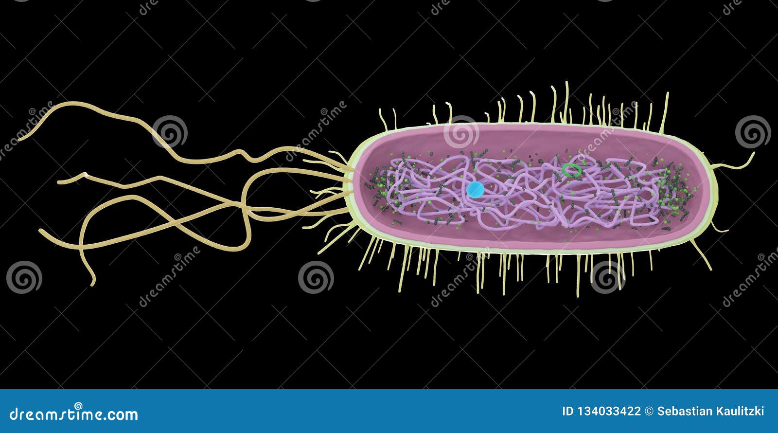 A campylobacter bacteria stock illustration. Illustration of cellular ...
