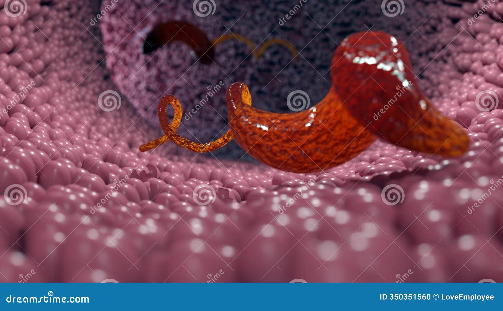 Campylobacter Bacteria Swimming Inside The Intestinal Lumen Stock ...