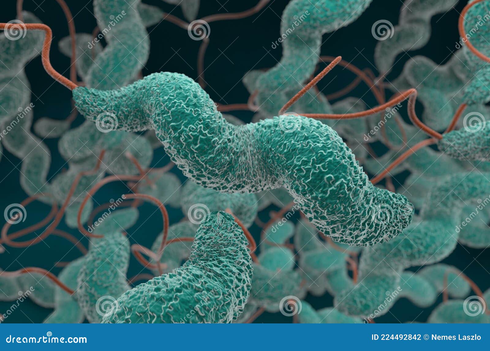 Campylobacter Jejuni Bacteria 3d Render Illustration Closeup Stock ...