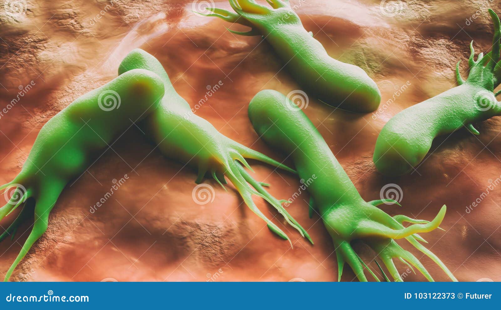 Campylobacter Jejuni Bacteria - Scanning Electron Microscope -closeup ...