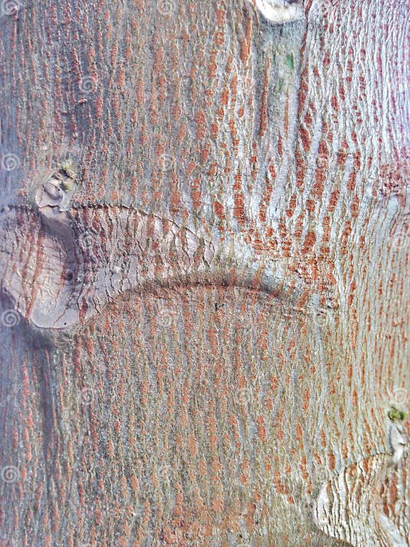 Tree trunk stock image. Image of commerce, nature, raha - 124274431