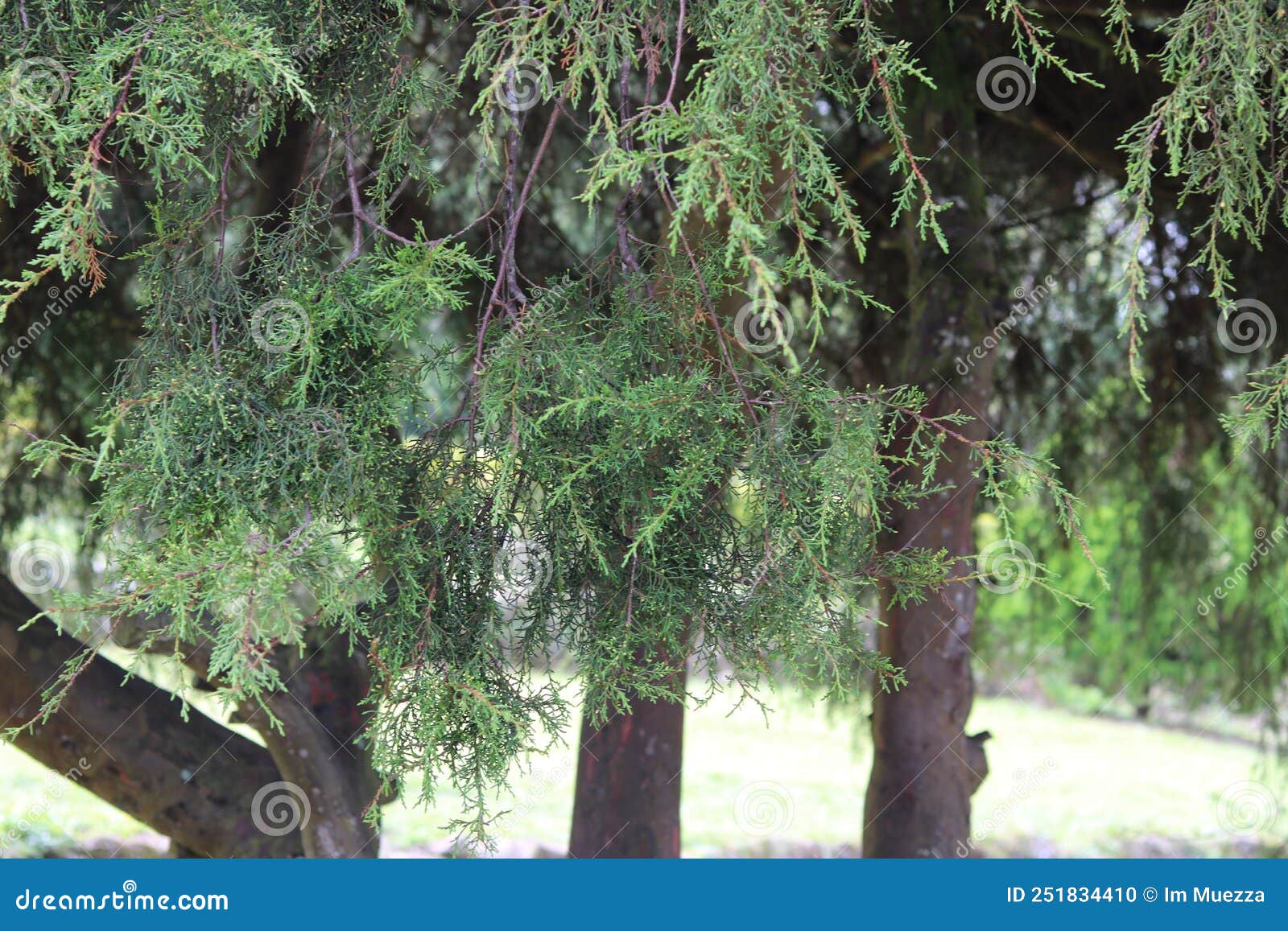 Photo of Pine Needles (Juniperus Rigida) from Under the Tree Stock ...