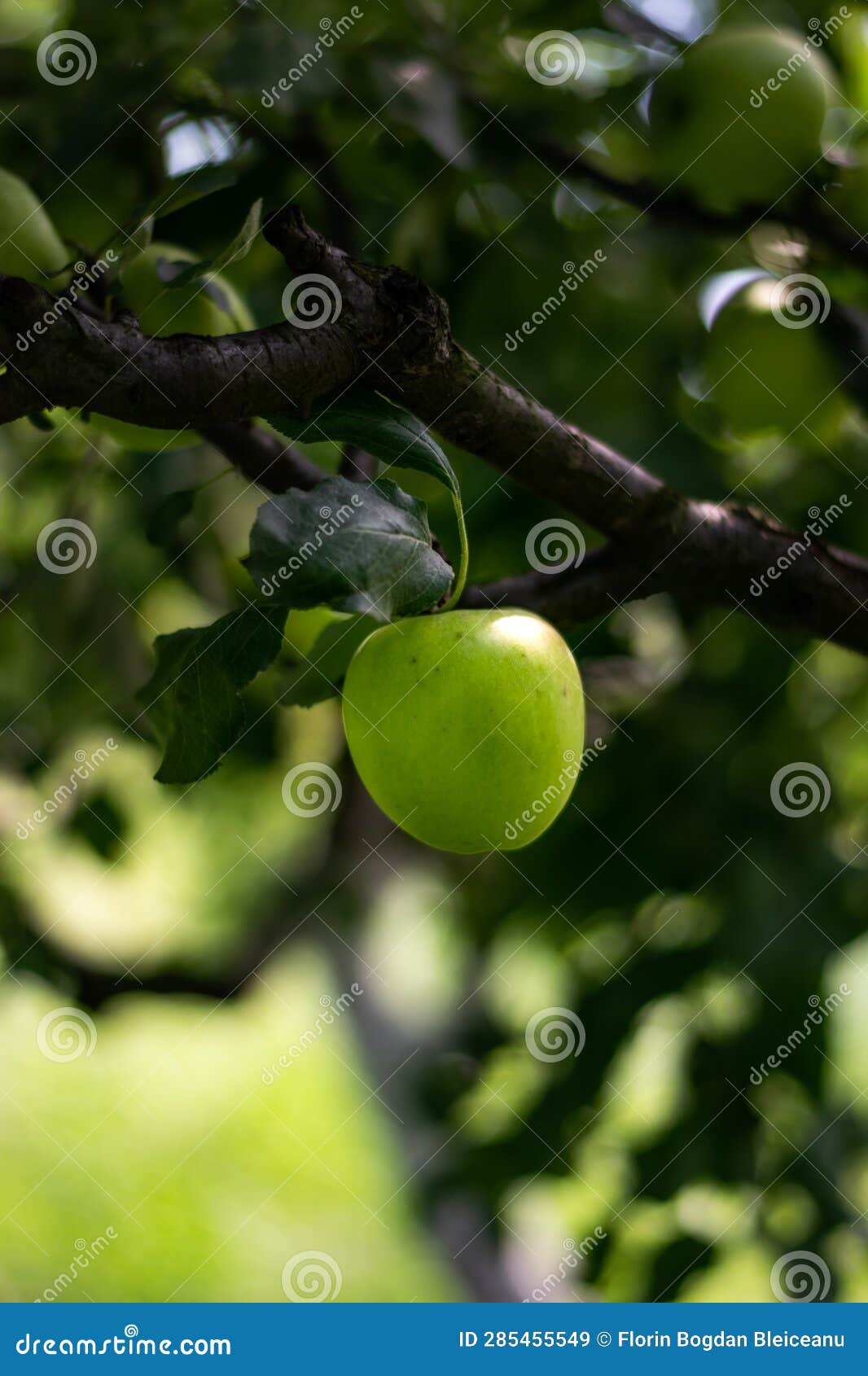 Apple in the Tree - Mar Verde in Stock Image - Image of harvest, leaf ...