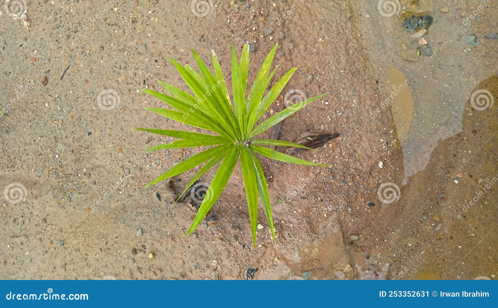 Wild Plants that Can only Grow in Sandy Areas Stock Image - Image of ... Wild Plants that Can only Grow in Sandy Areas Stock Image - Image of ...