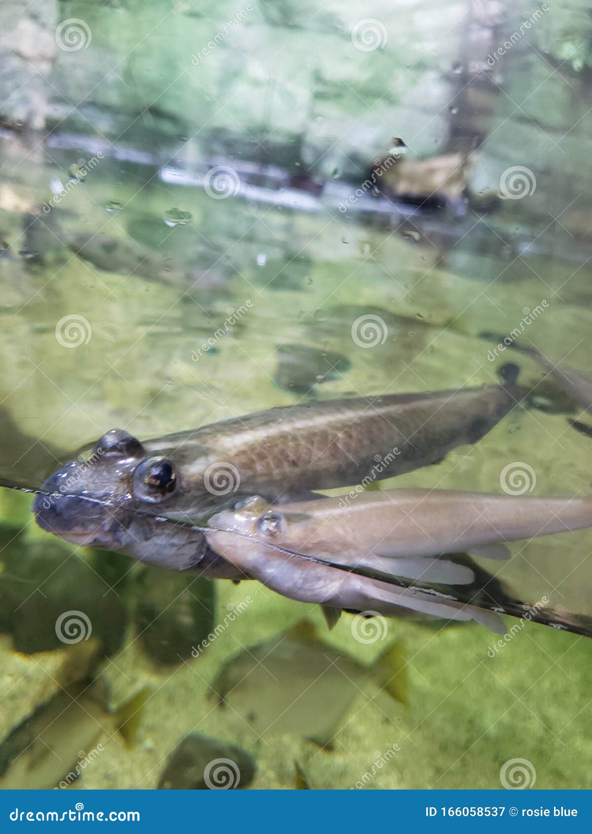 Can I help stock image. Image of water, help, fish - 166058537