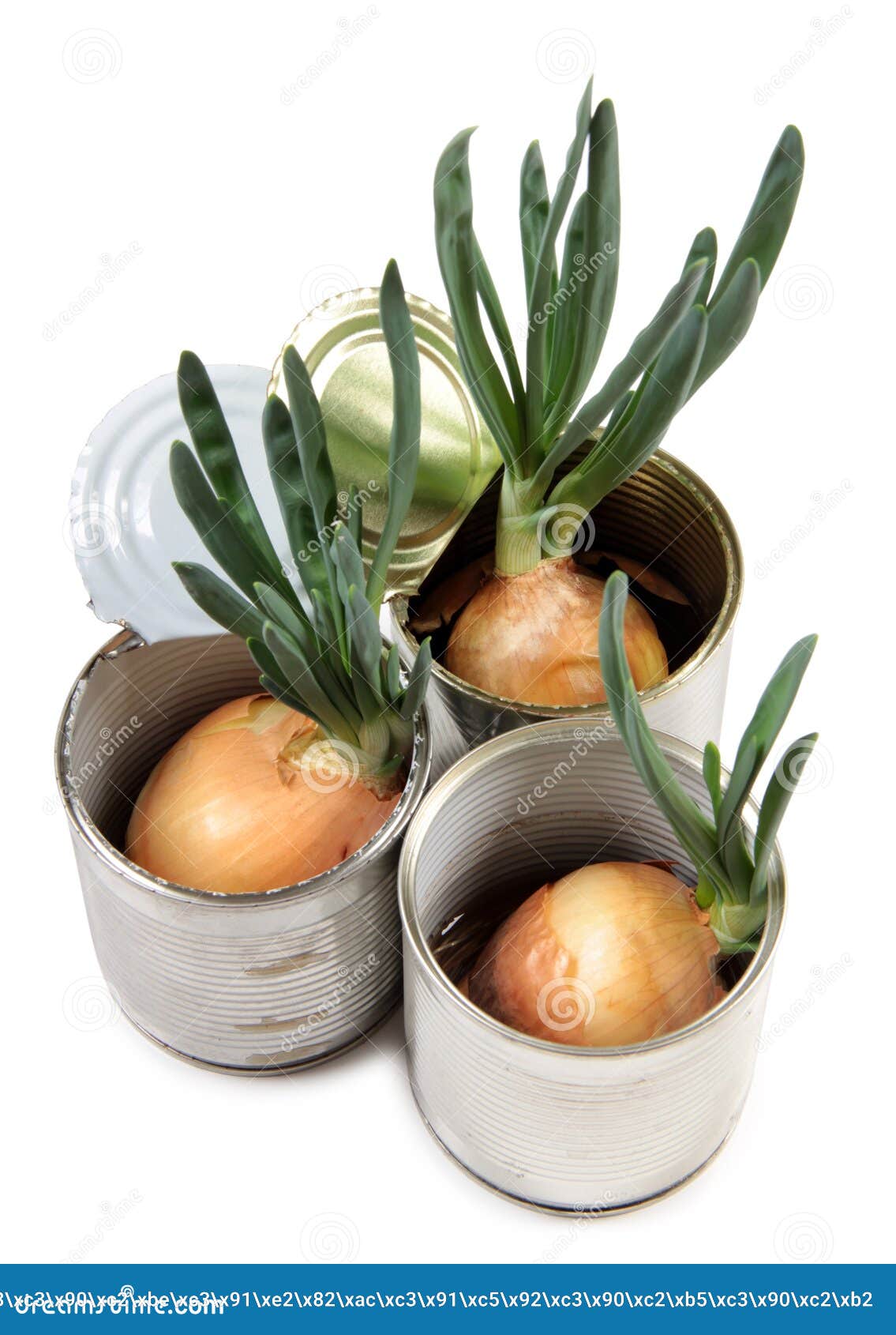 Can and onion stock image. Image of seasoning, culinary - 30628515