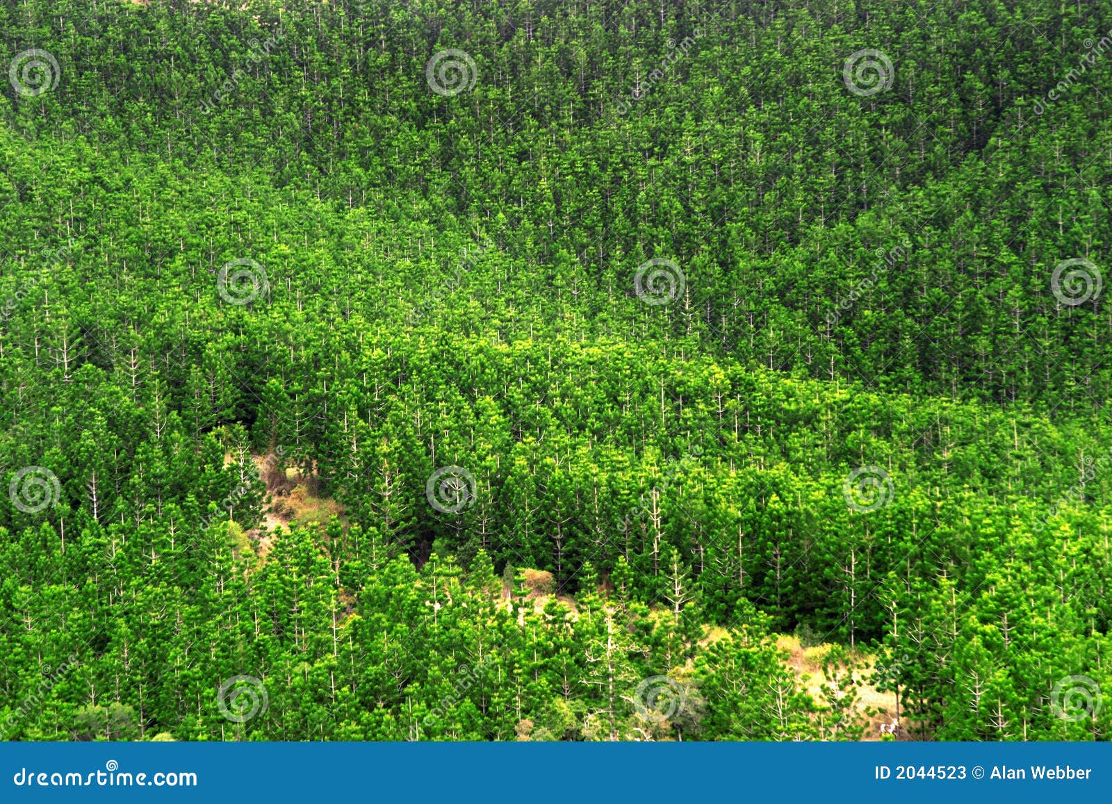 Can T See the Forest for the Trees Stock Image - Image of green, hill ...