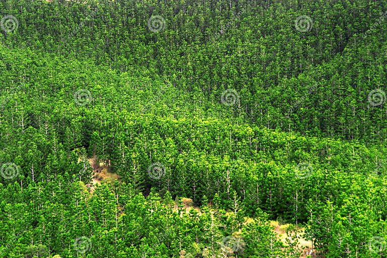 Can T See the Forest for the Trees Stock Image - Image of green, hill ...
