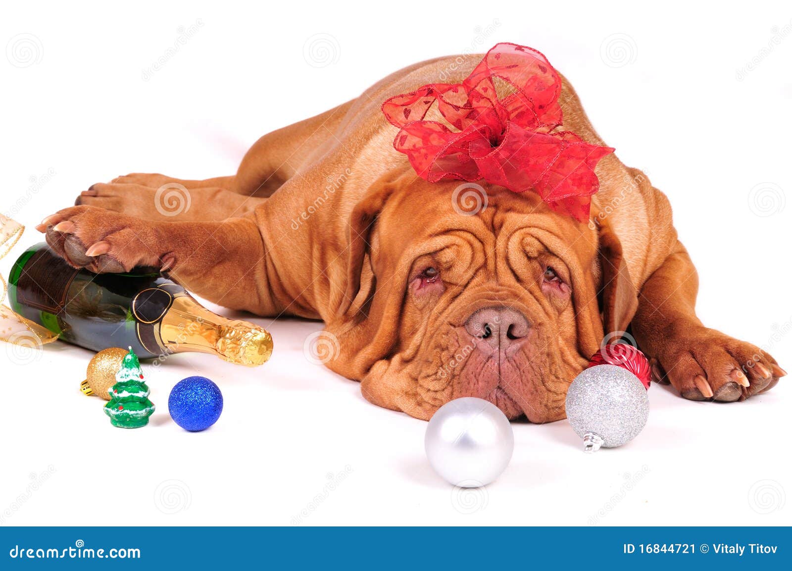 Can t wait for Christmas stock image. Image of greeting - 16844721 Can t wait for Christmas stock image. Image of greeting - 16844721
