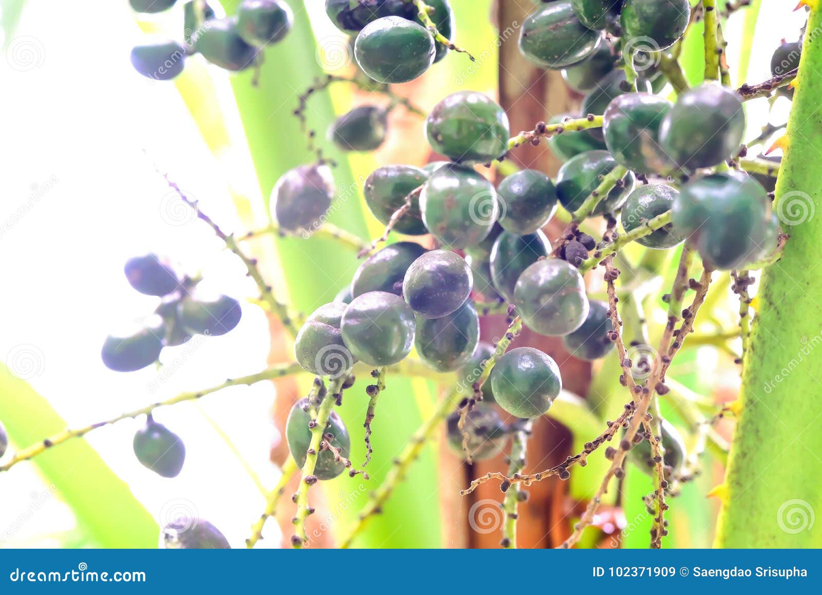 Palm kernel stock image. Image of nature, bunch, ideal - 102371909