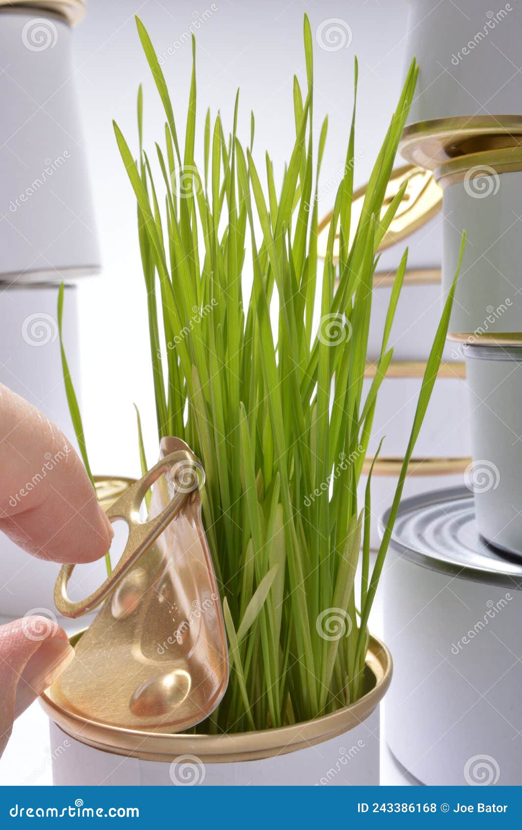 Can of Wheatgrass Sprouts Being Opened Stock Photo - Image of provoke ...