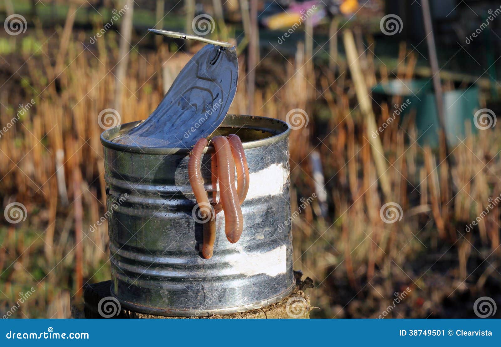 Can Tin Worms Stock Photos - Free & Royalty-Free Stock Photos from ...