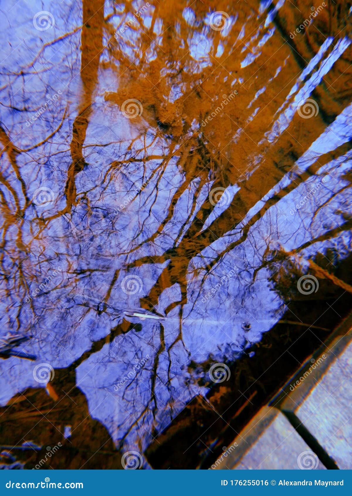 Can you see me now? stock photo. Image of frost, yellow - 176255016 Can you see me now? stock photo. Image of frost, yellow - 176255016