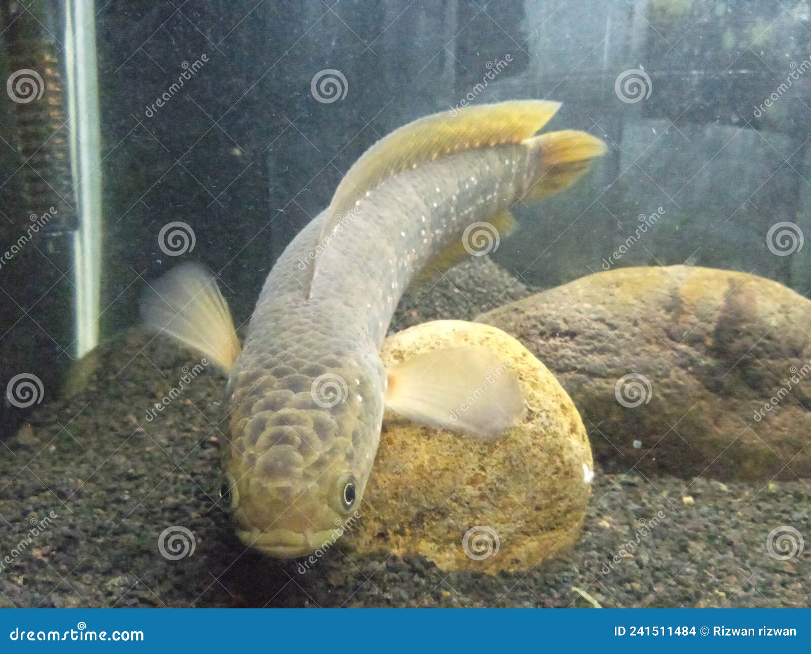 Cana fish water stock photo. Image of reef, tortoise - 241511484