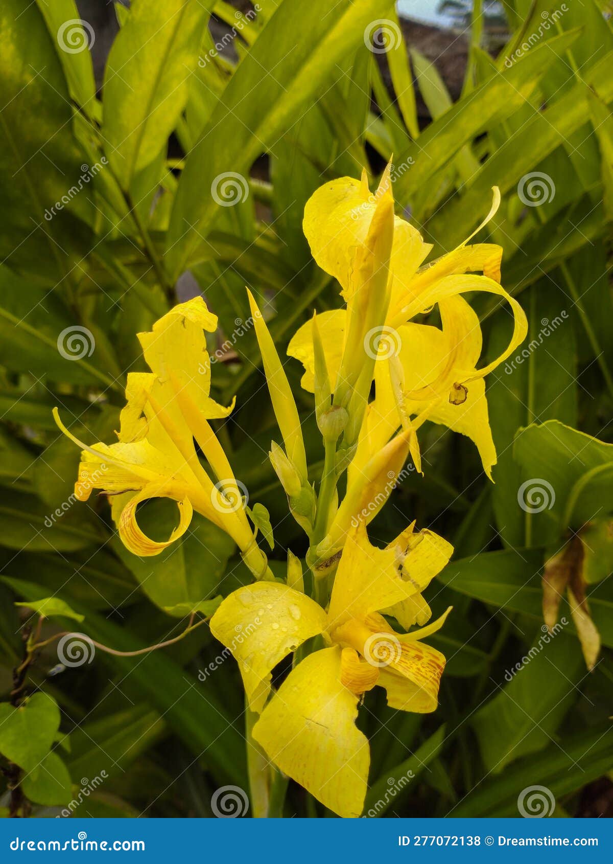 Cana Glauca Flower Palnt in Garden Stock Photo - Image of flower ...