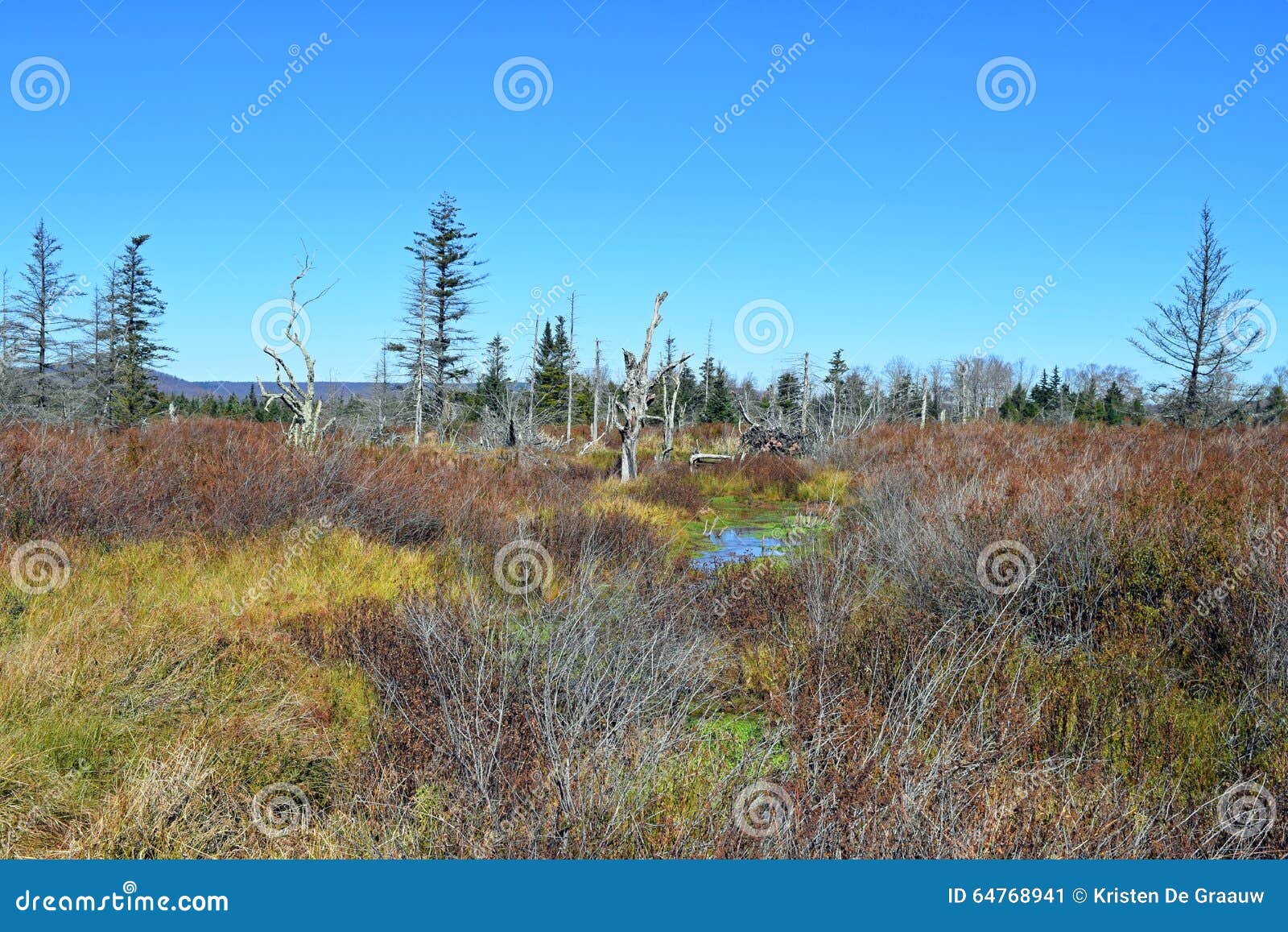 Canaan Valley Bog stock image. Image of wilderness, west - 64768941
