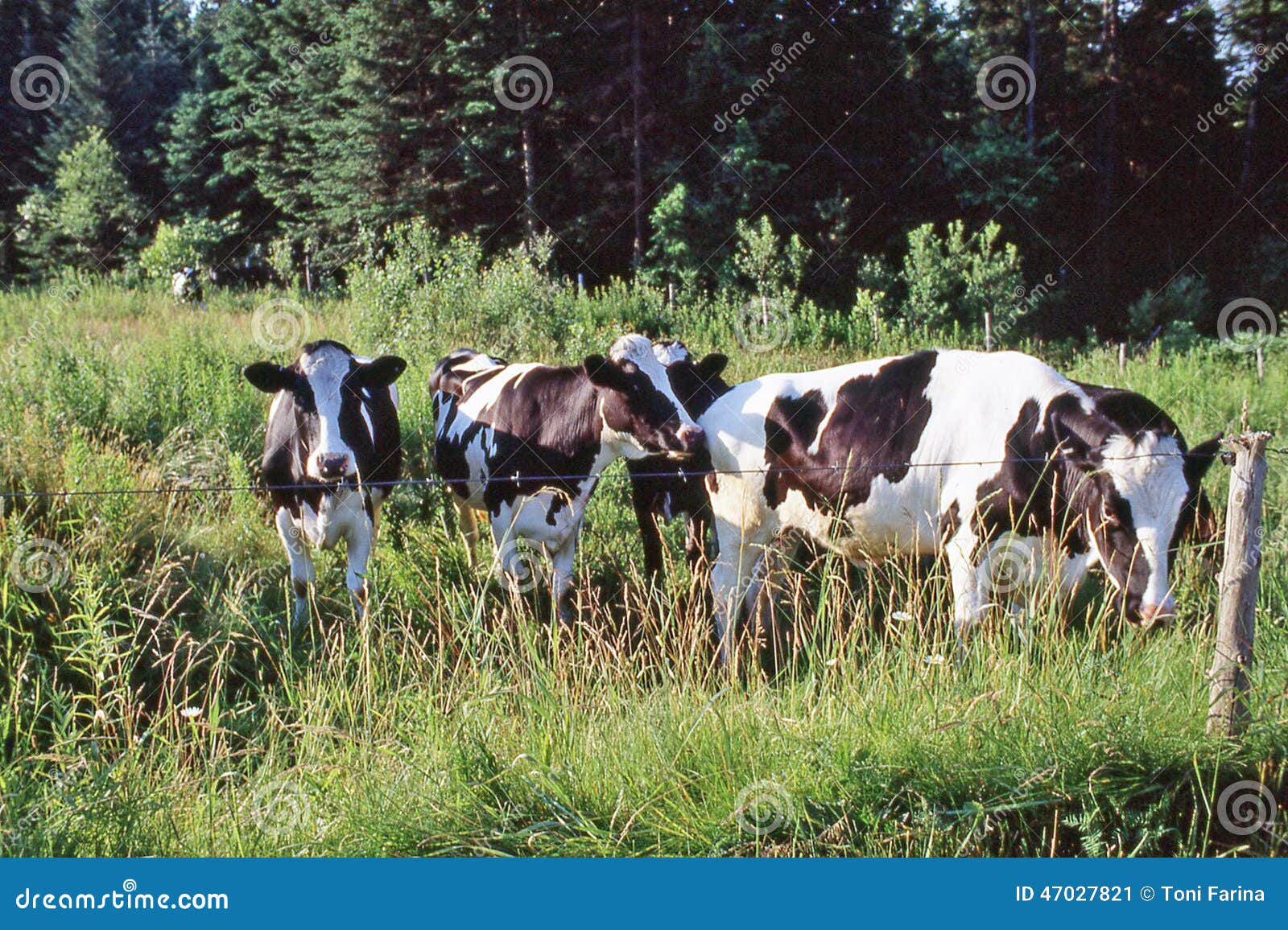 Canada Cows stock image. Image of curious, nature, evergreen - 47027821