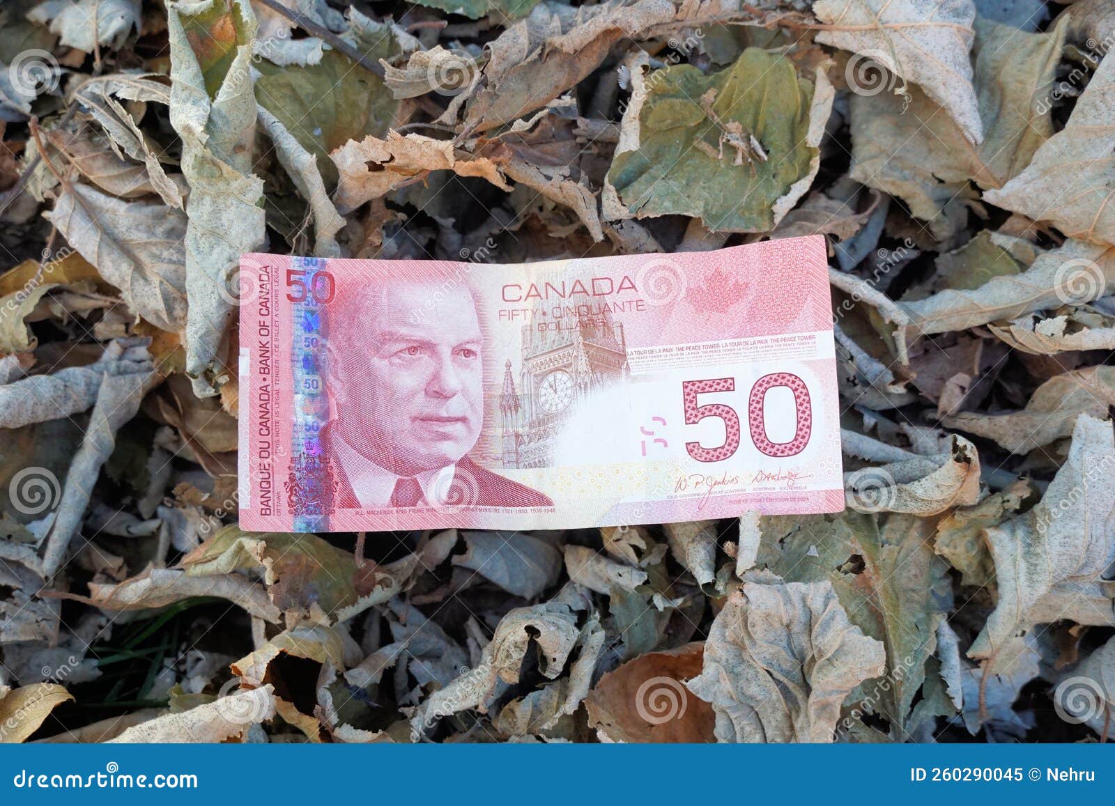 50 Canada Dollar Bill Lies on Autumn Leaves. Stock Image - Image of ...