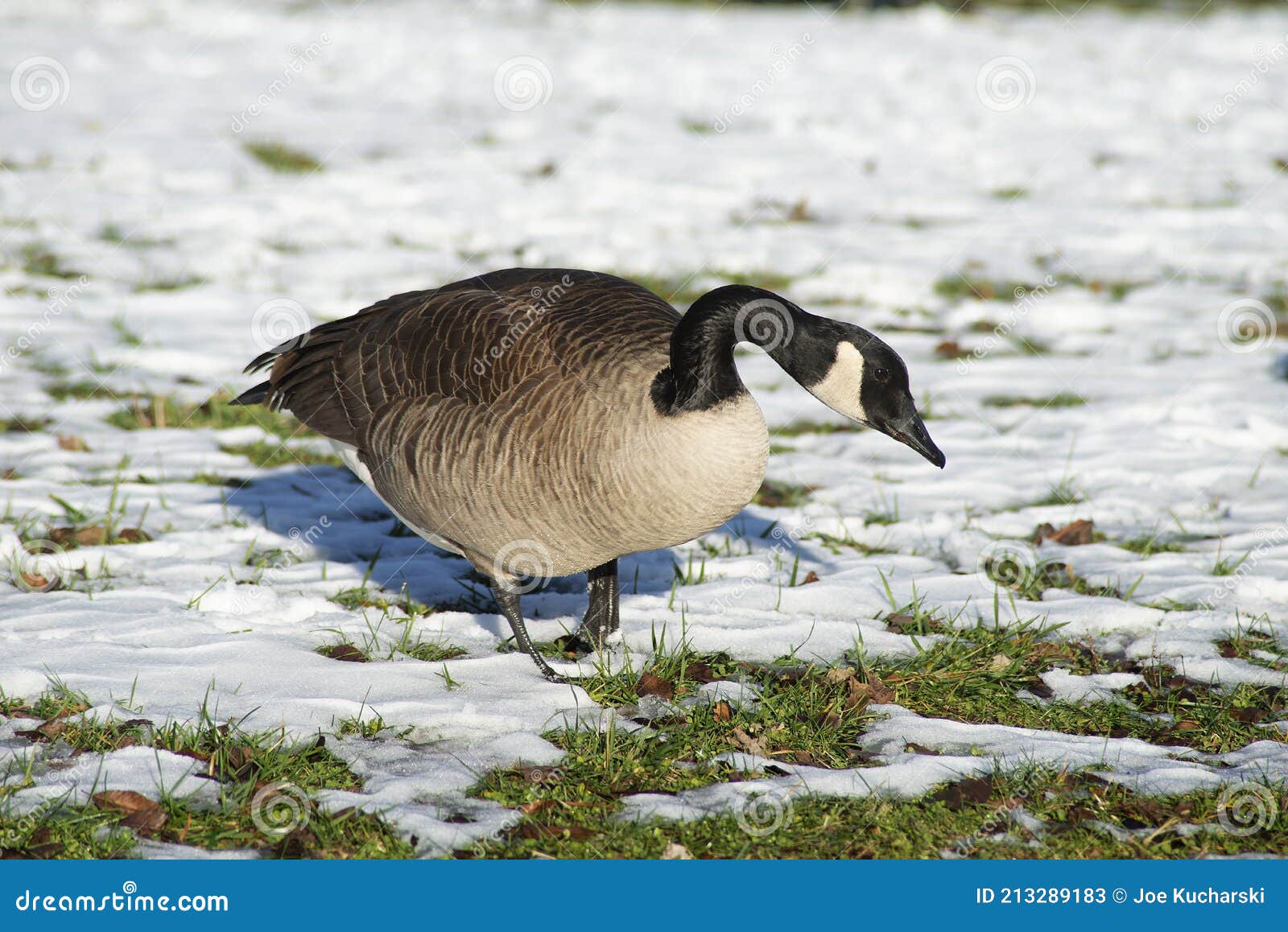 Canada Duck stock image. Image of cheeks, black, outdoors - 213289183