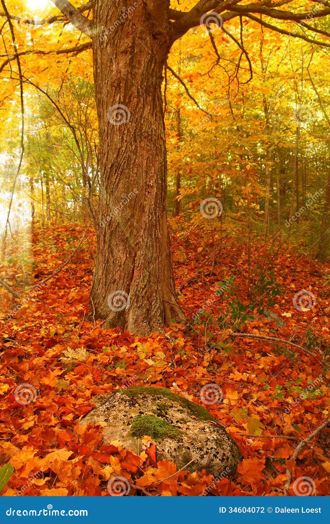 Canada fall stock photo. Image of maple, outdoors, forest - 34604072