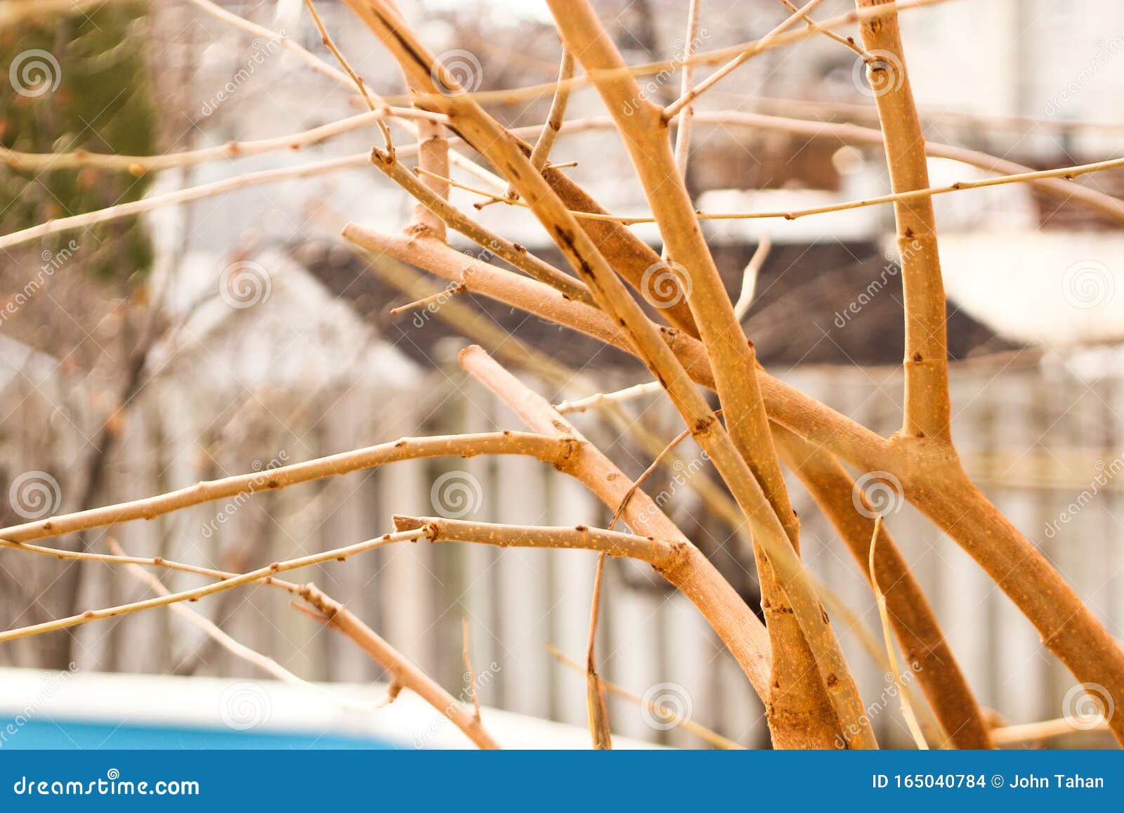 Canada late Fall snow stock photo. Image of winter, early - 165040784