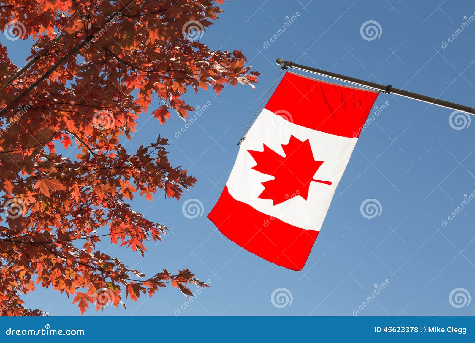 Canadian Maple Tree