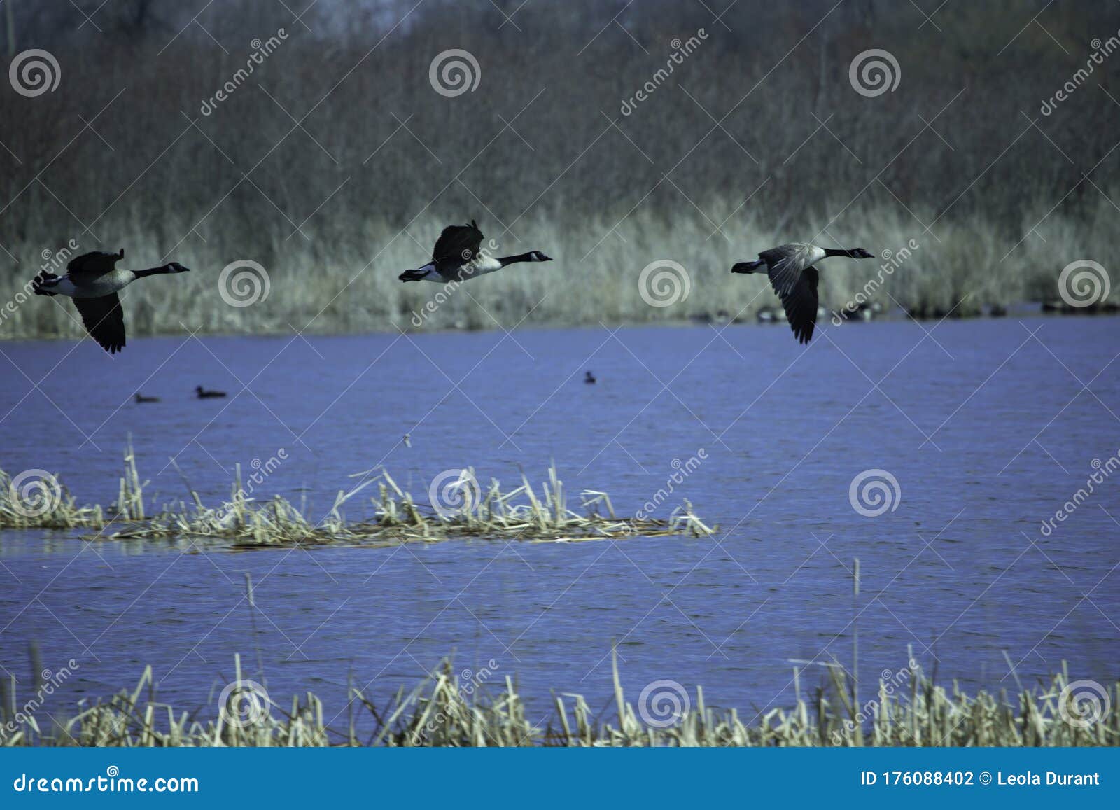 Canada Geese Fly Over Marsh Stock Photo - Image of branta, birds: 176088402