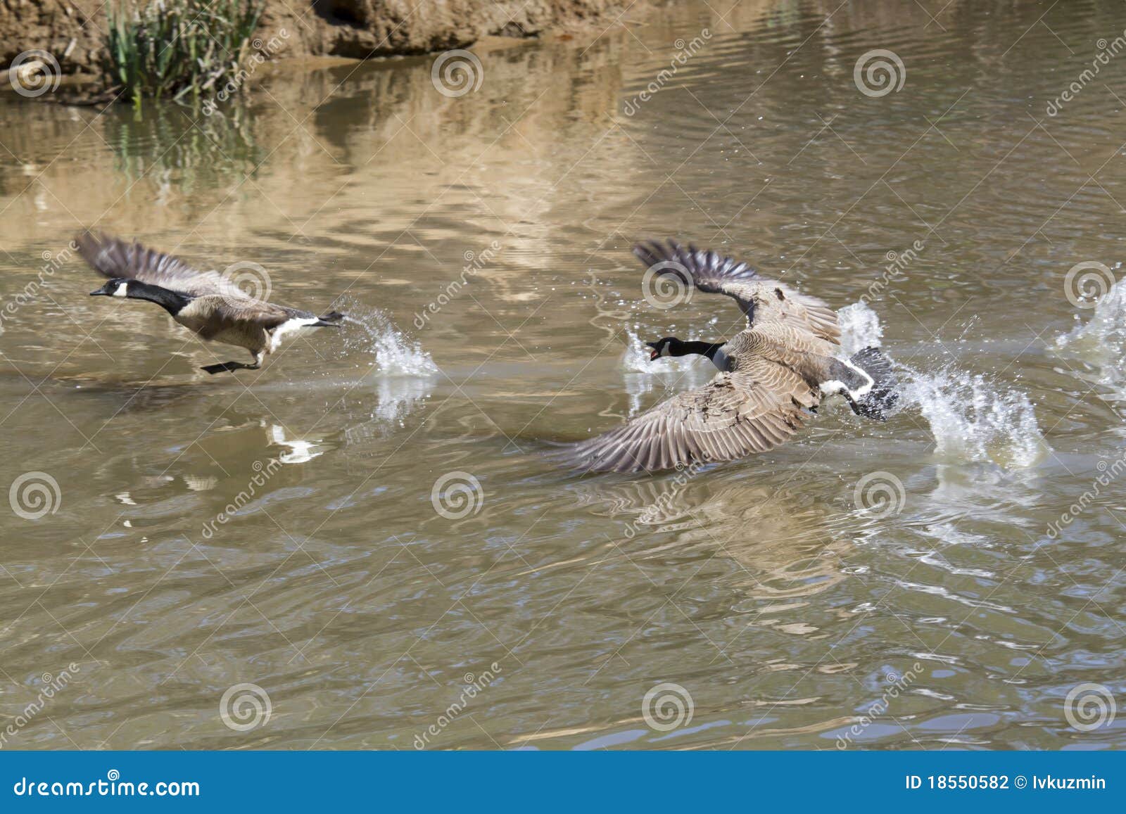 400 Goose Fighting Stock Photos - Free & Royalty-Free Stock Photos from ...