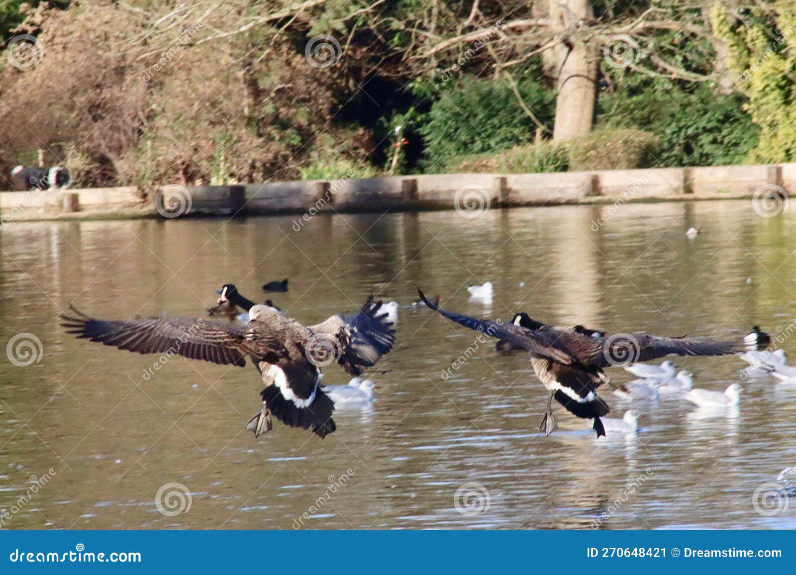 Canada Geese Coming into Land Stock Image - Image of wetland, ducks ...