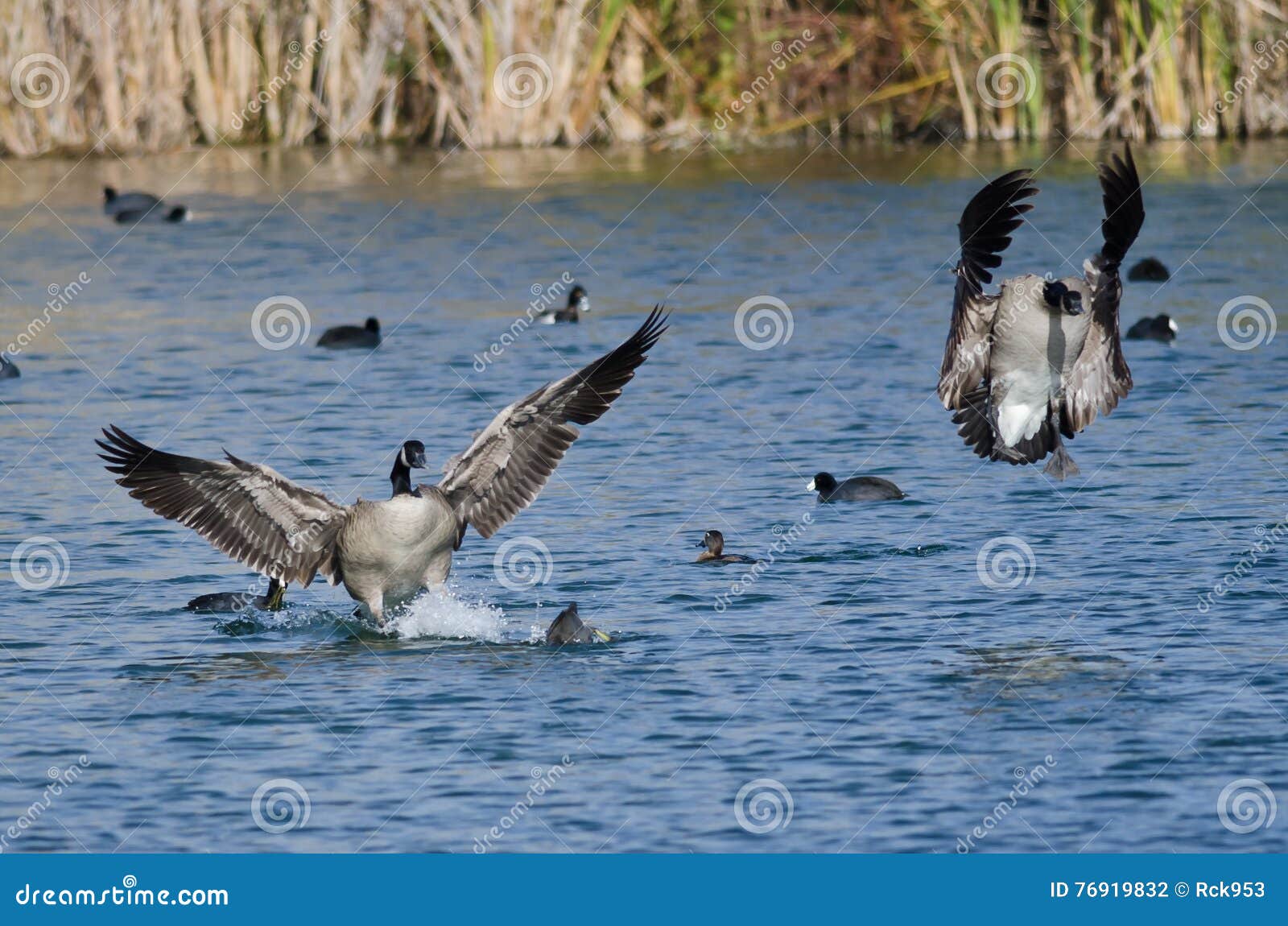 Canada Geese Coming in for a Landing on the Water Stock Photo - Image ...