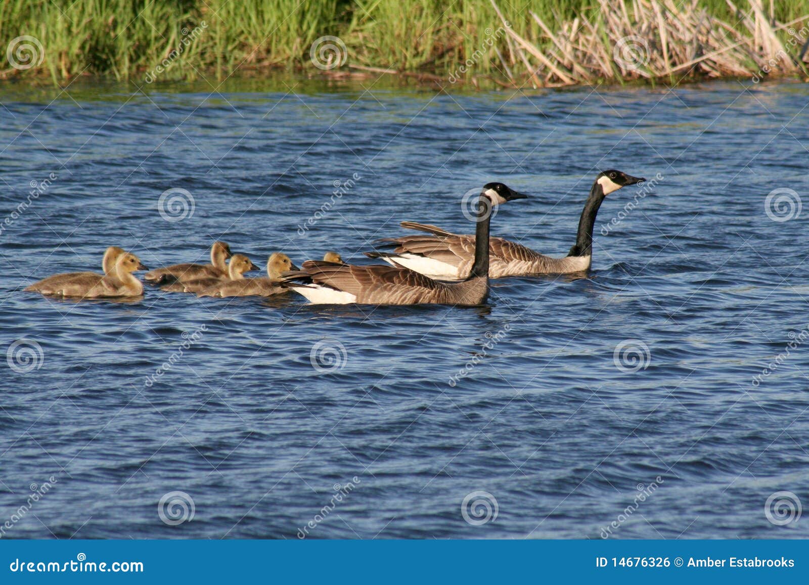 Canada Geese Family stock photo. Image of canada, geese - 14676326