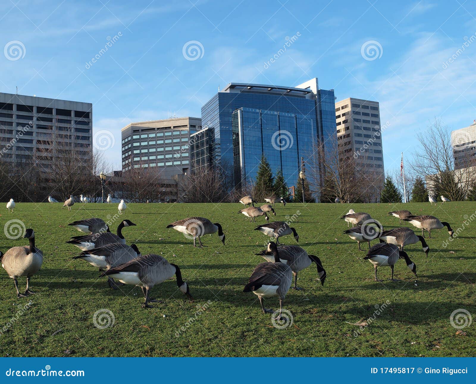 Canada geese feeding. stock image. Image of grass, sunset - 17495817