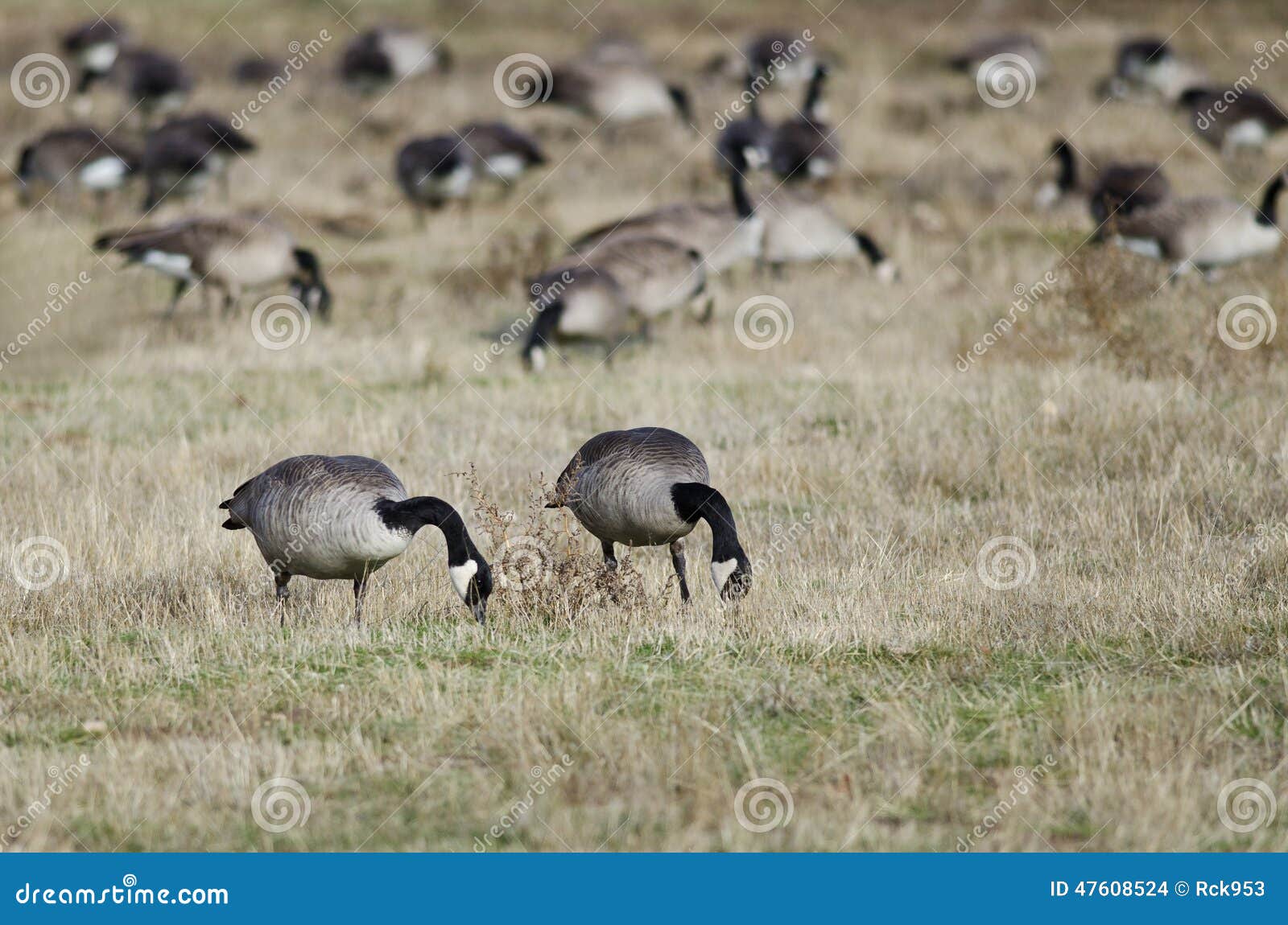 Canada Geese Feeding and Resting in the Autumn Field Stock Photo ...