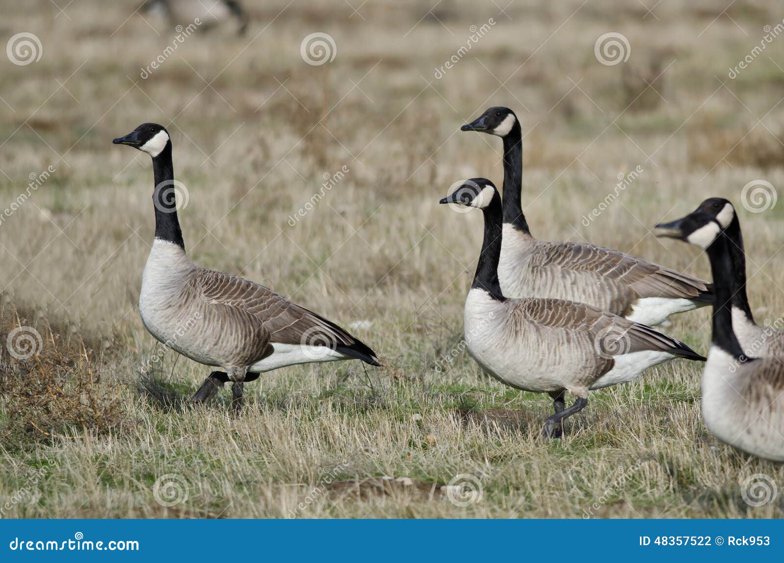Canada Geese Feeding and Resting in the Autumn Field Stock Photo ...