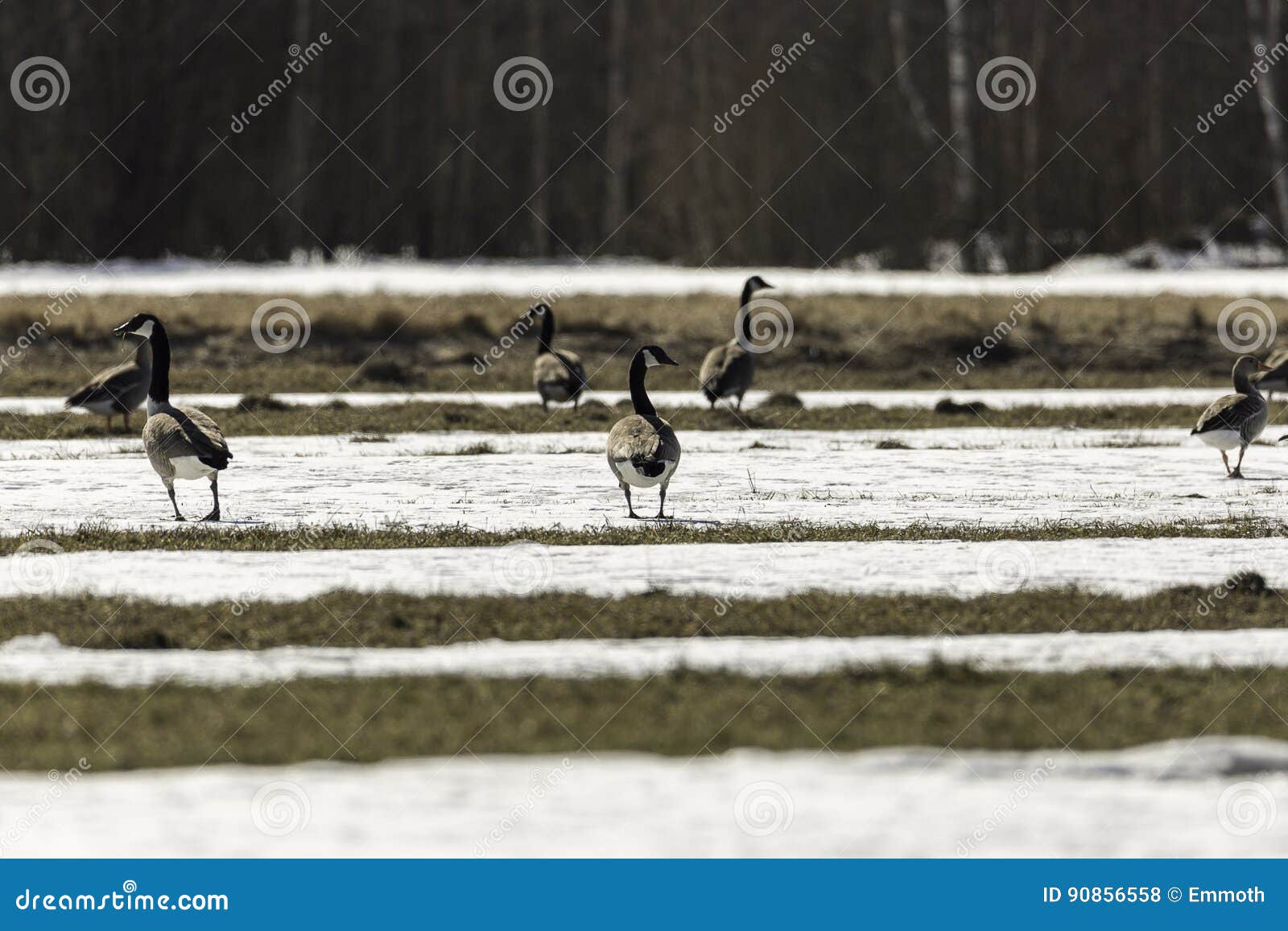 Canada Geese in Field with Snow Stock Photo - Image of greylag, spring ...